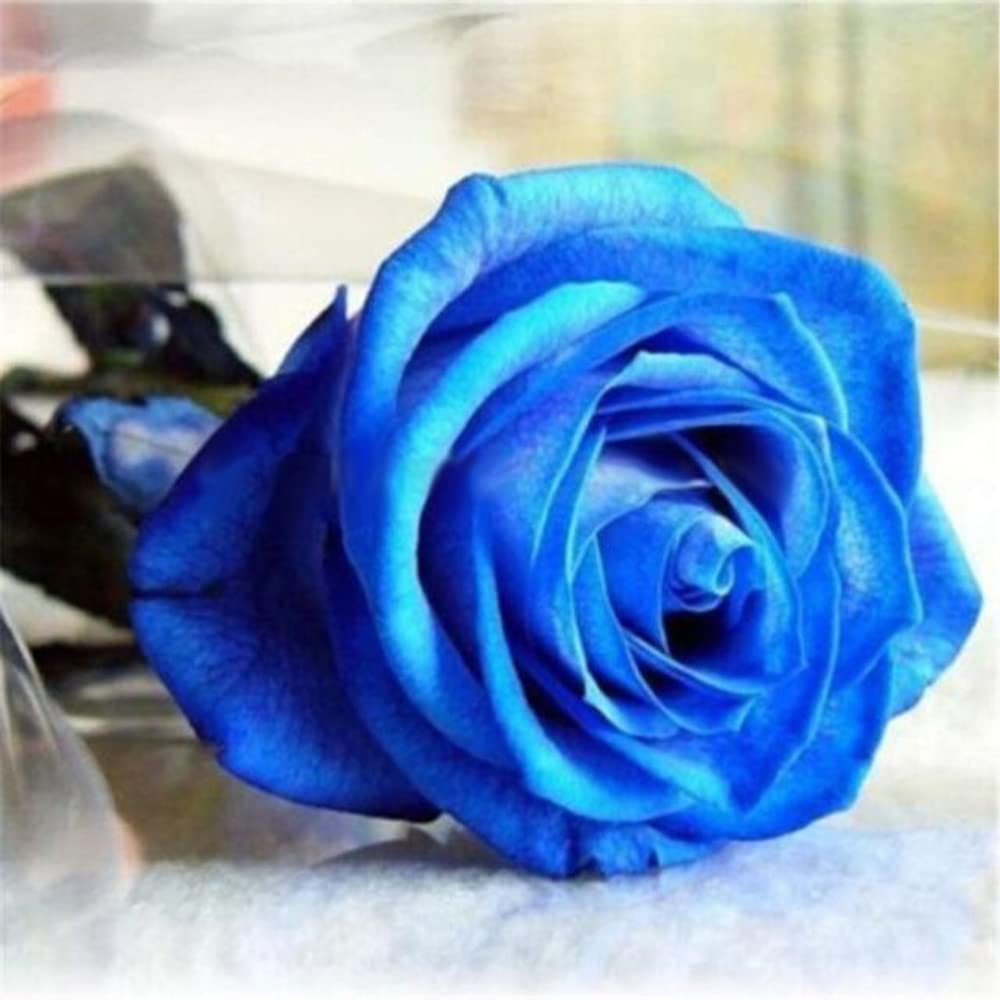 Blue Rose Vine