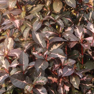 PlantsShip Eranthemum Verigated Black-Plant : Amazon.in: Garden & Outdoors