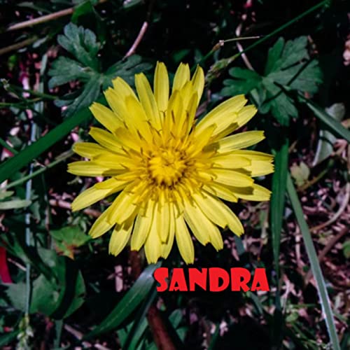 Amazon.com: Experience with Sandra Eder : sandra eder: Audible Books ...