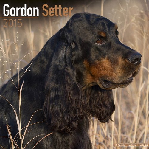 By MegaCalendars Gordon Setter Calendar - Just Gordon Setter Calendar ...