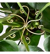 Amazon.com : YOHSNOR 5PCS Monstera Plant Support System 4.1IN - Durable ...