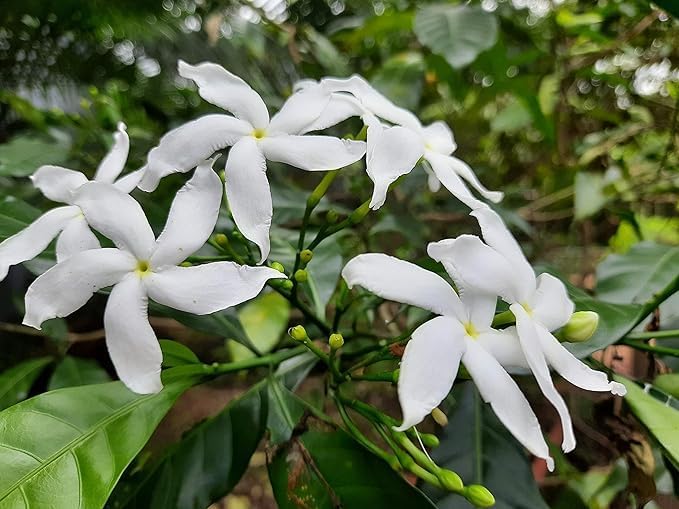 CooPany® Chandani Flower Plant/Crape Jasmine Flower Healthy Live Plant ...