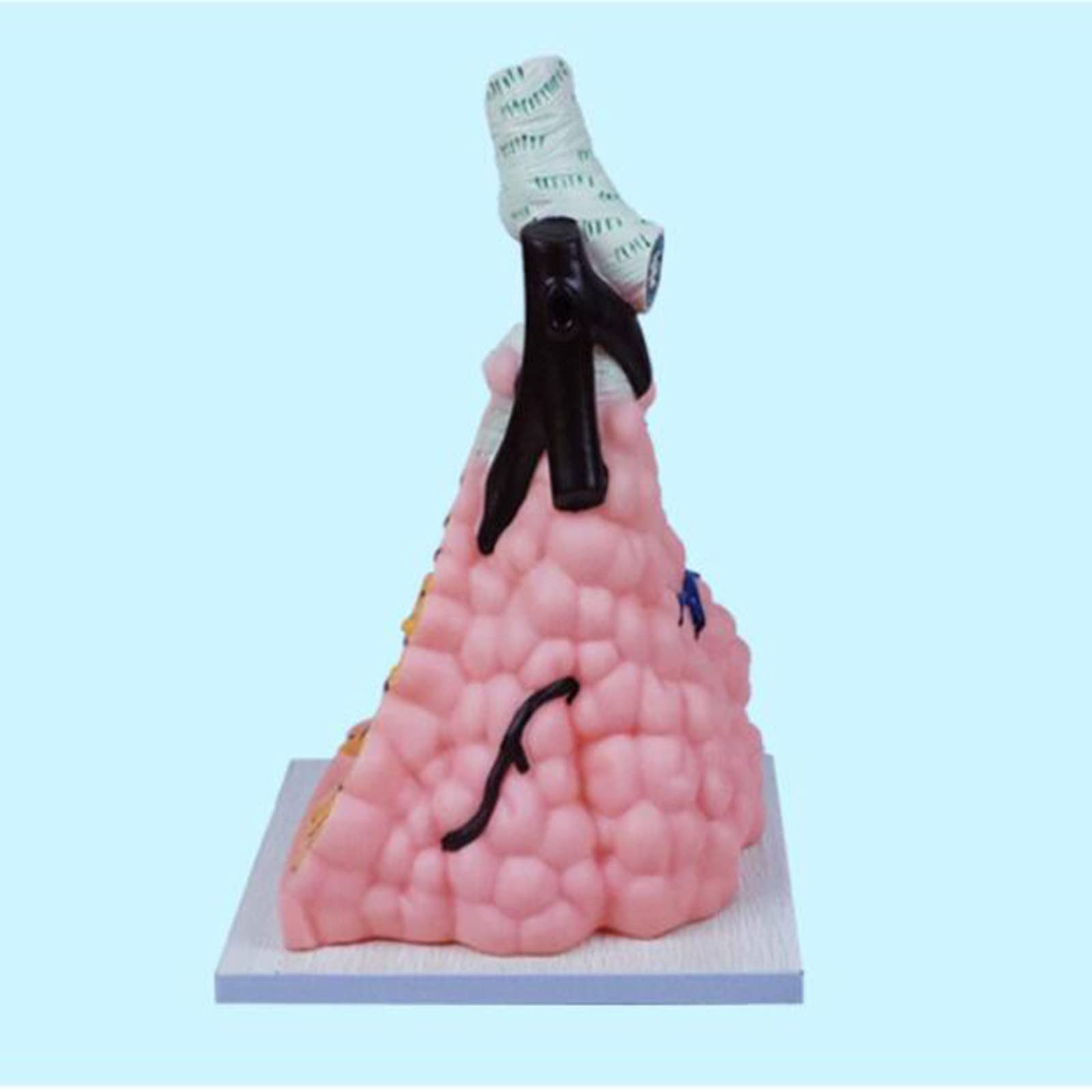 Buy Hsjx Alveolar Model Realistic Simulation Lung Model Set,Lung Model ...