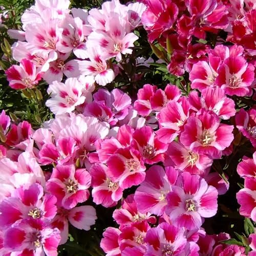 Amazon.com : 300+ Godetia Seeds for Planting Annual Dwarf Flower ...
