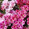 Amazon.com : 300+ Godetia Seeds for Planting Annual Dwarf Flower ...