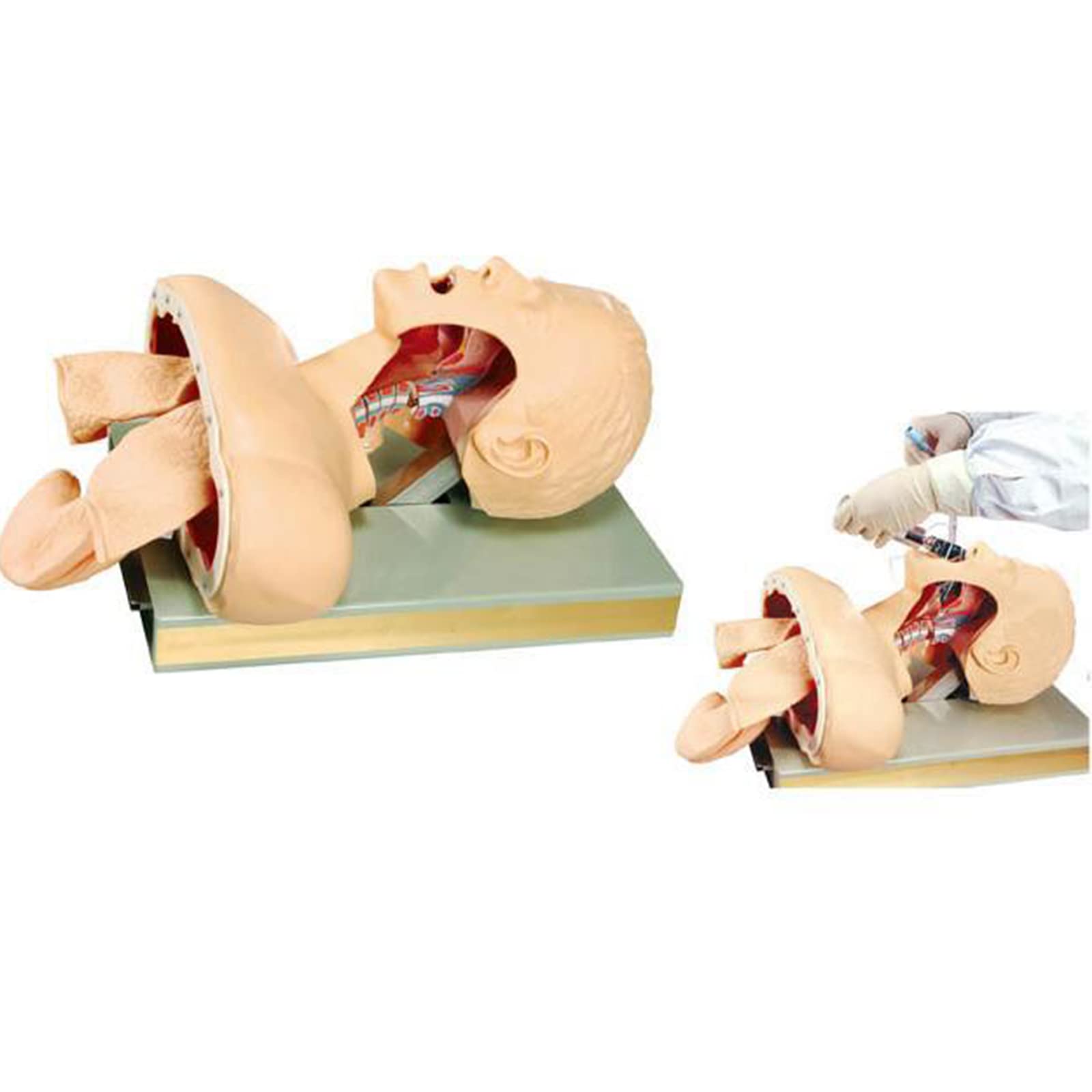Adult Airway Intubation Teaching Model Pvc Intubation Training ...