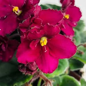 Amazon.com : Red African Violet Plant Live, Flower Plant for Garden ...