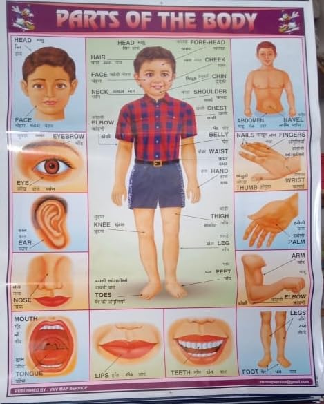 Body Part Chart : Amazon.in: Toys & Games