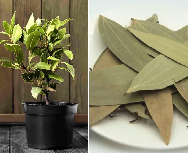 Buy Nature Care Spices Live Tej Patta, Tamalpatra,Hybrid Indian Bay ...