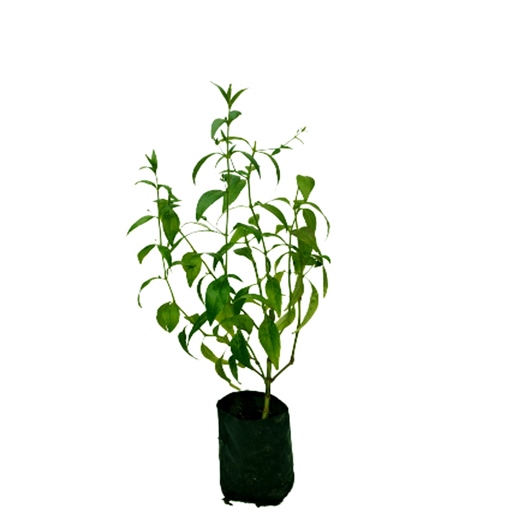 AGRO ALIVE Kalmegh Plant kalmegha Andrographis Paniculata Medicinal ...