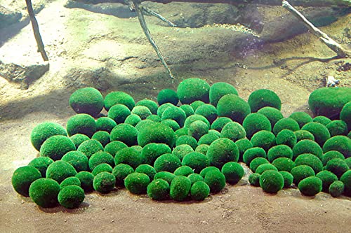 Marimo Moosball – Die 15 besten Produkte im Vergleich | Aquaristik