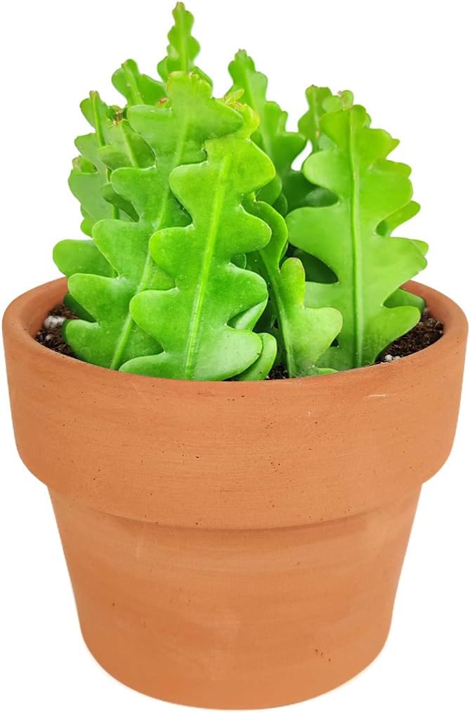 Amazon.com : Fishbone Cactus Epiphyllum Anguliger Live Potted RIC Rac ...