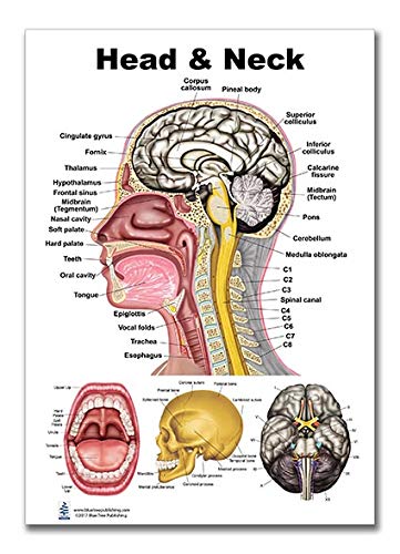 Amazon.com: Head and Neck Poster 12x17 inch : Home & Kitchen