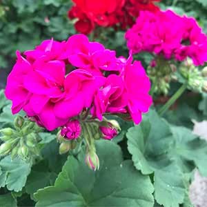 Amazon.com : Live Fuchsia Geranium Flower Plant Fuchsia Geranium Garden ...