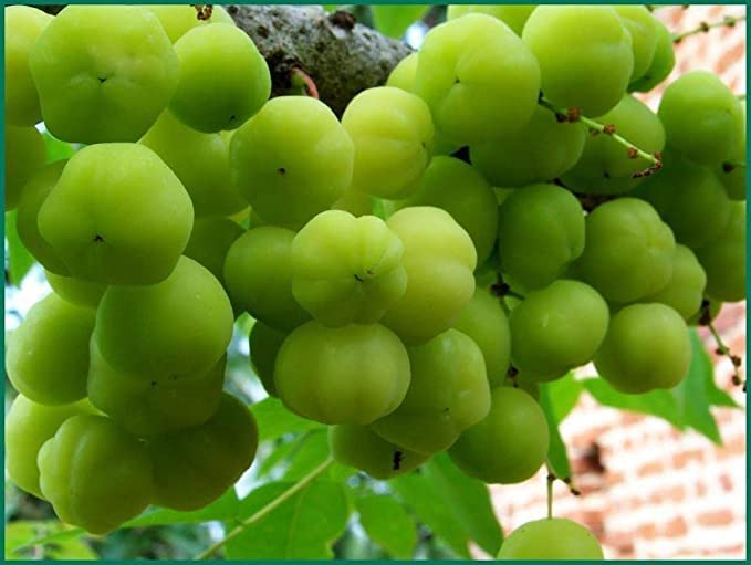 ShopGreen Indian Star Gooseberry (Air Layered) Plant, Nellika, Malay ...