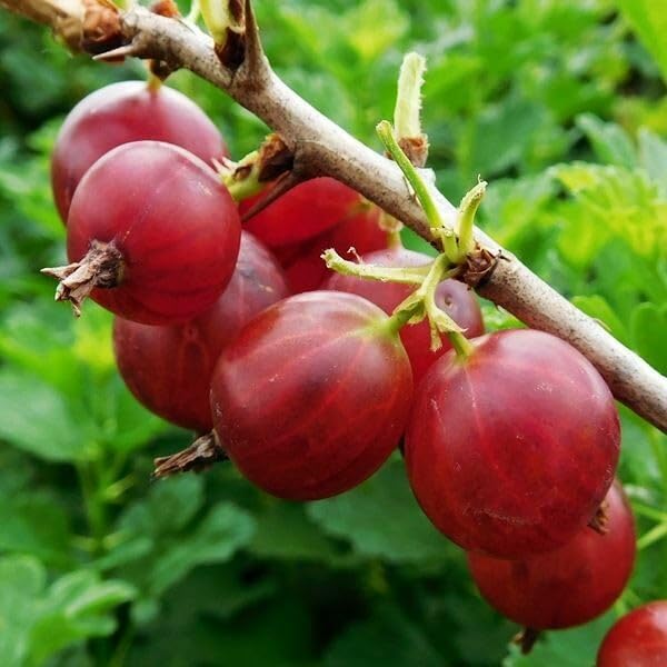 Red amla(AMLOKI) grafted plant Thai variety Healthy Hybrid Live Plant ...