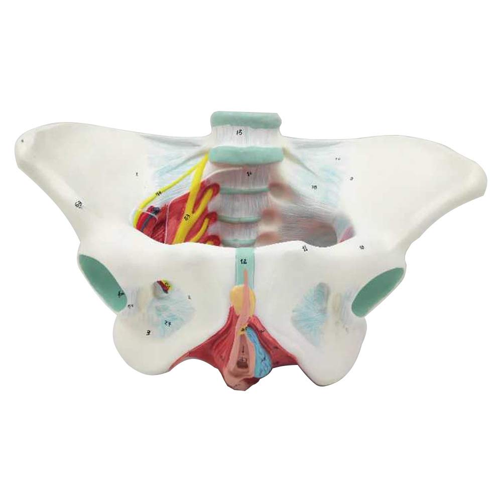 Female Pelvic Skeleton Anatomical Model Pelvic Repair With Muscles ...