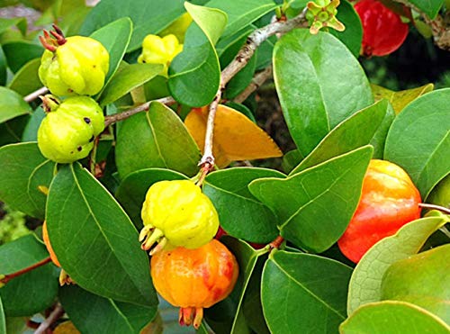 Trothic Gardens Rare Surinam Cherry Fruit Seedling Live Plant : Amazon ...