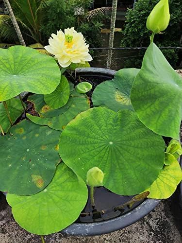 Lotus plant LIANG LI MICRO LOTUS Organic Water Lilies Lotus Bowl ...