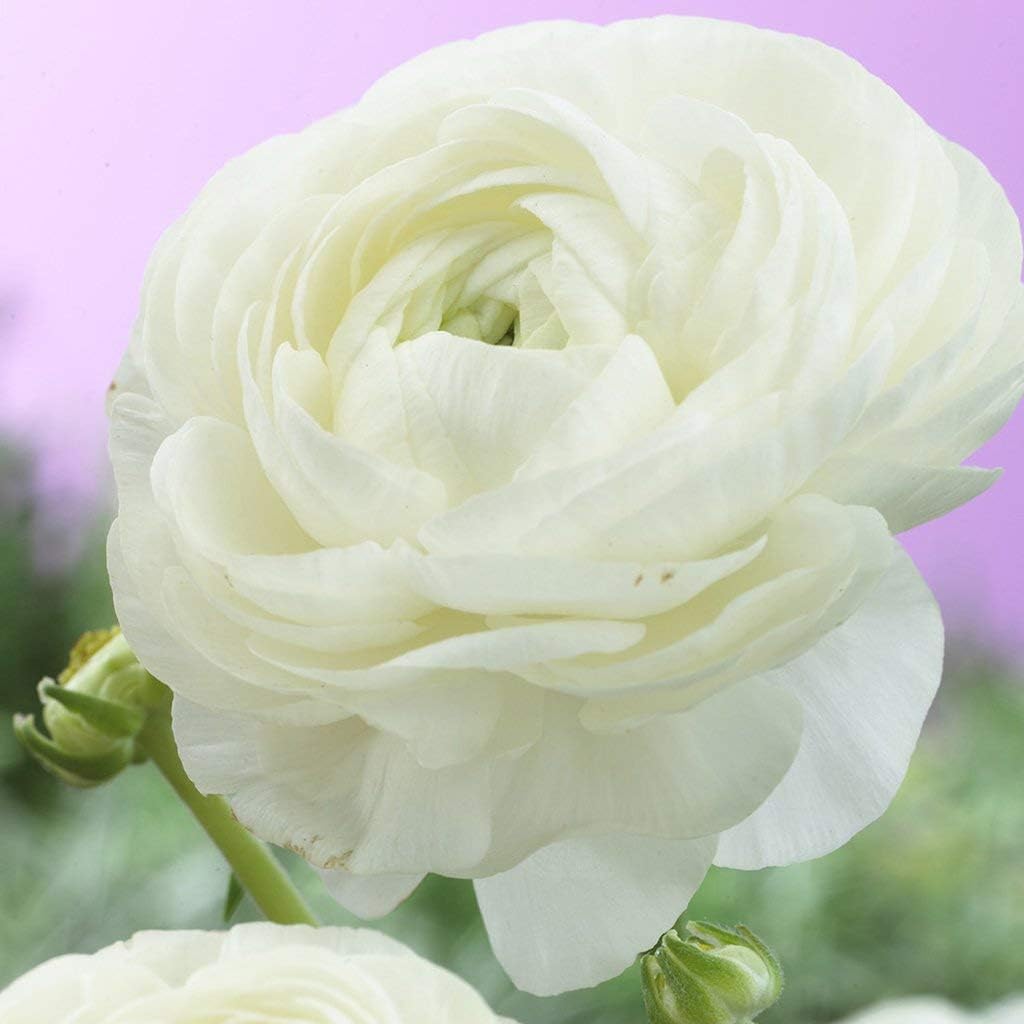 Amazon.com : Pastel White Ranunculus Bulbs(10 Bulbs) Perennial Great ...