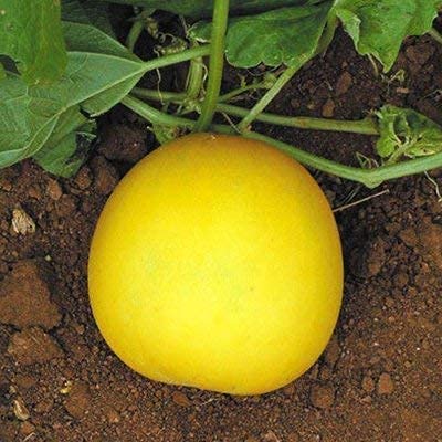 Yellow Round Cucumber Seeds (100 Seeds),Round Yellow Sambhar Dosakaya ...