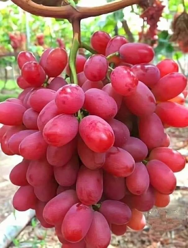 Organic Rare Sweet Seedless Red Grape,Lal Angoor (Air Layered/Guti ...