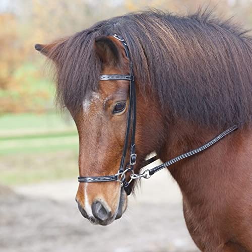 Die 16 besten Trensen hier im Überblick – Ratgeber