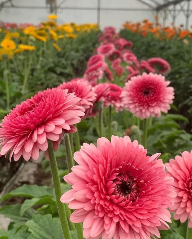 Ritz Farming Gerbera Imported Pink Flower Seeds For Home And Gardening ...