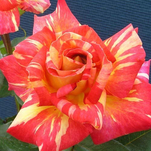 Royal Paradise Garden Rare 1 Healthy Live Plant Tea Rose Hybrid Caribia ...