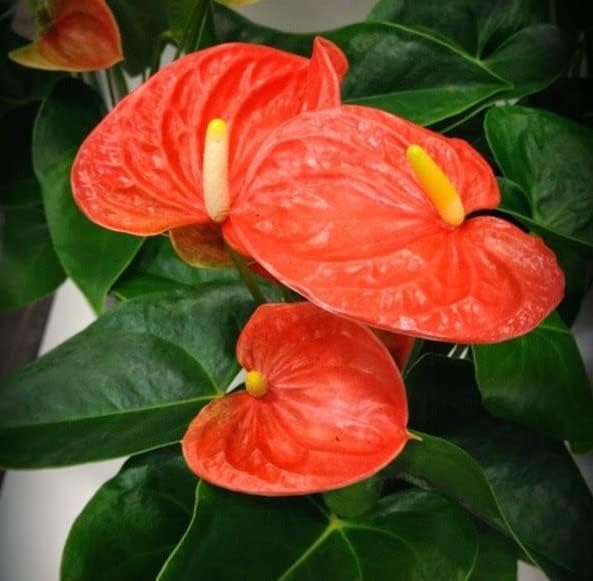 The Four Seasons Anthurium Red | Andraeanum Flamingo Flower | Miniature ...