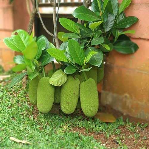 ROYAL LAND Rare Dwarf Variety Hybrid Jackfruit Plants Artocarpus ...