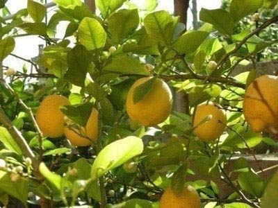 Arlo Live Plant Gandharaj Lemon Fruit Plant (1 Plant) NIMBU TREE ...