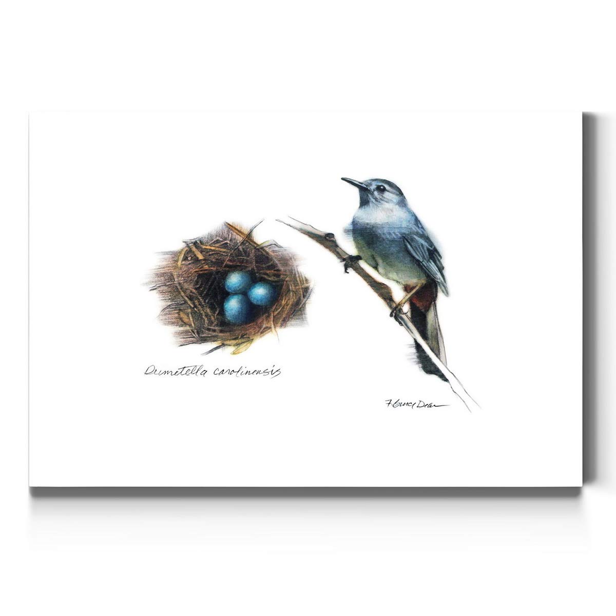 Dear Cat Bird