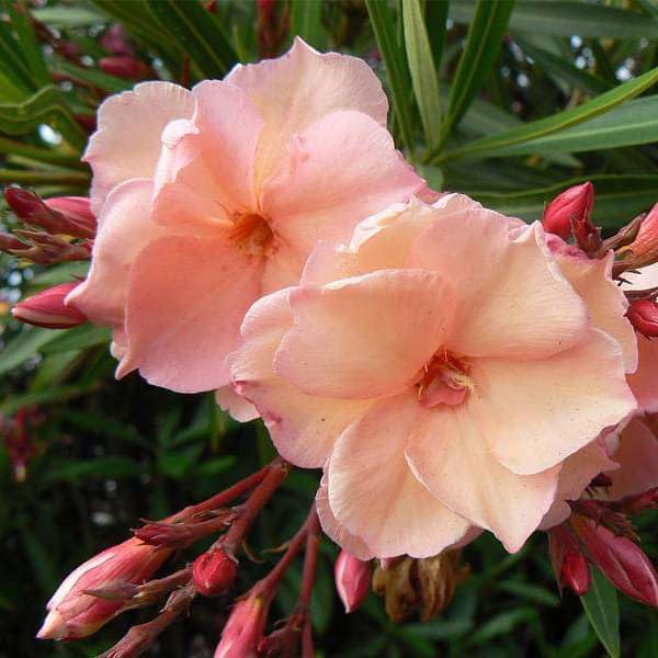 Mphmi Seedless Plant Shrub Trees Kaner, Nerium Oleander (Color) - Plant ...