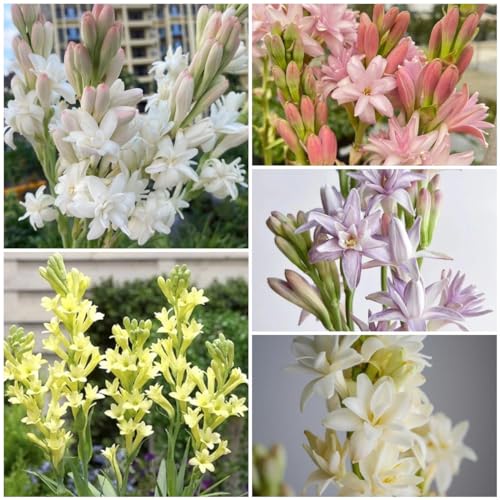 Comprar nardos en maceta: descubre la mejor selección de flores frescas ...