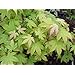 Amazon.com : Kashima Japanese Maple - Acer palmatum 'Kashima' 2 - Year ...
