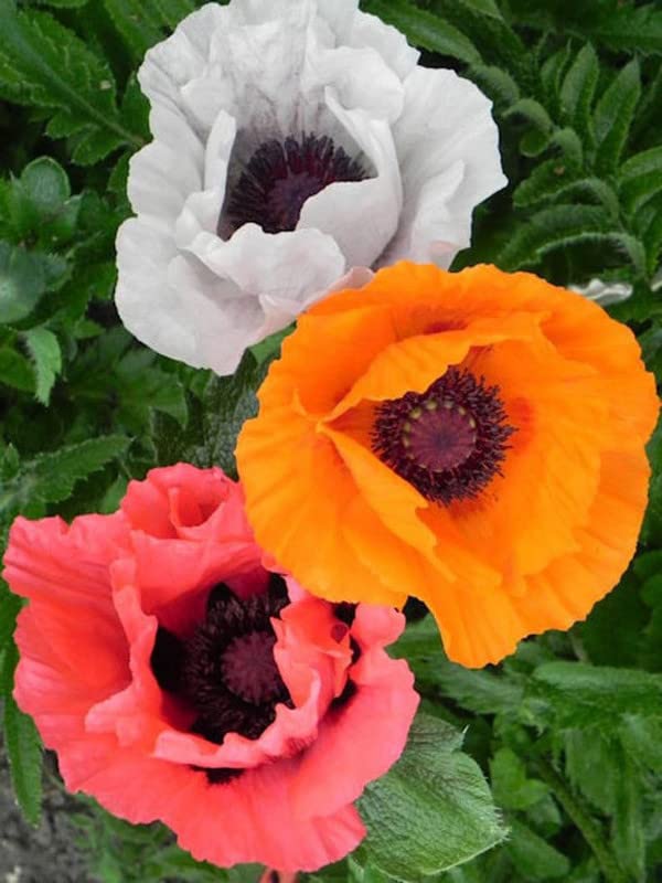 Ritz Farming® Poppy flowers seeds | multicolor shade 2 Flowers Planting ...