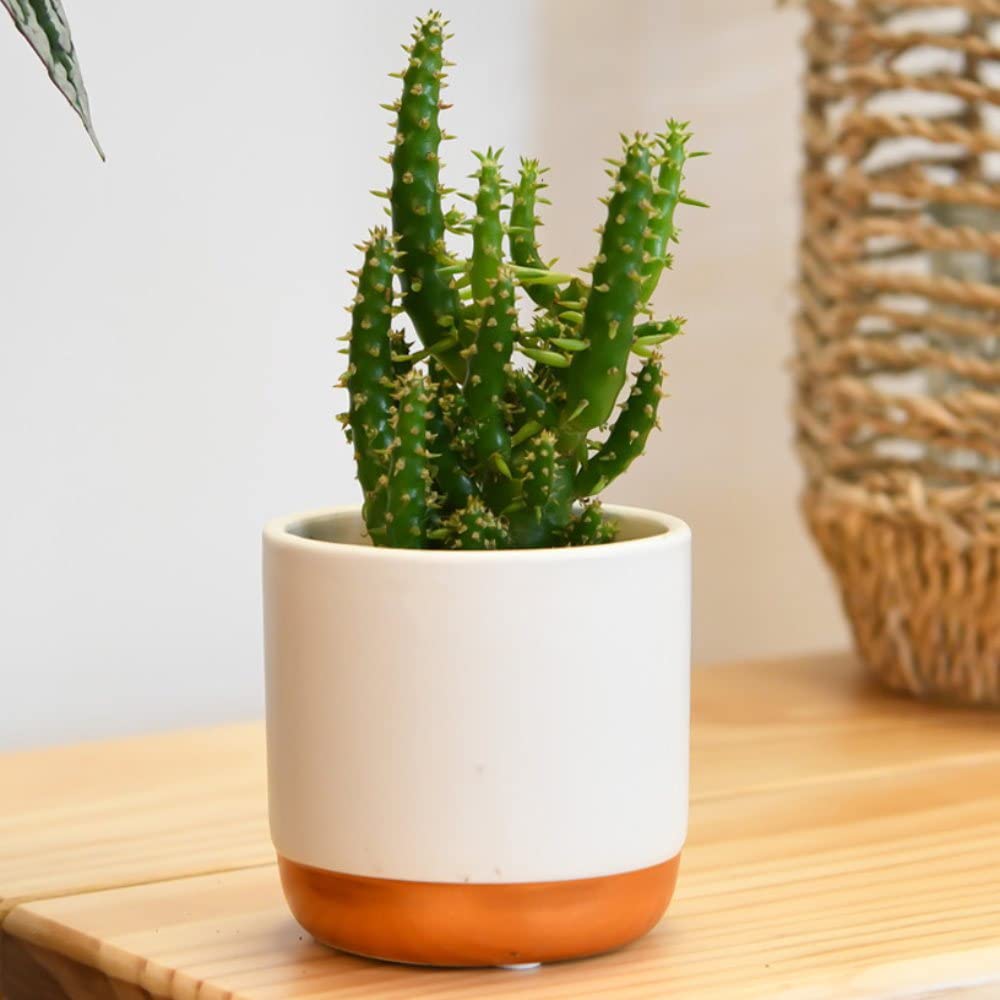 Buy Exotic Austrocylindropuntia subulata Cactus - Unique Cylindrical ...