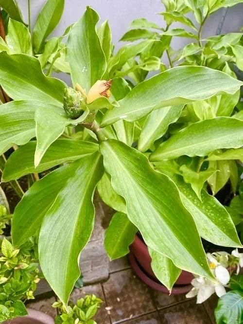 VGR Gardens ® Insulin Plant | Fiery Costus | Costus Igneus | Sugar ...