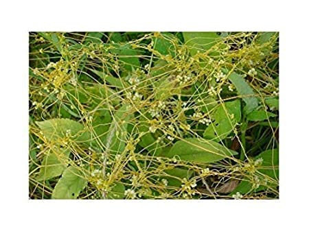 Amarbel""Cuscuta reflexa" Herb 50 Gram : Amazon.in: Health & Personal Care