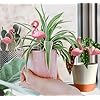 Amazon.com: PEGZOS Mini Flamingos Figurines with Stakes - Set of 4 ...