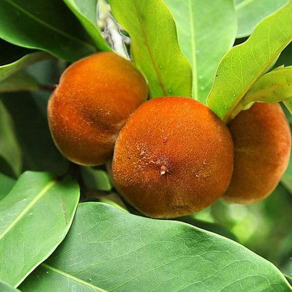 Mphmi Plant NCR Live Diospyros blancoi, Mabolo, Temburini - Plant ...