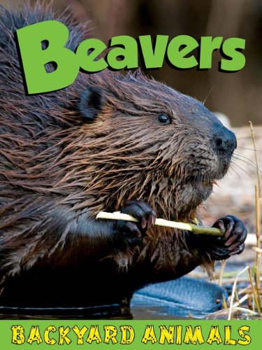 Beavers (Backyard Animals): Wiseman, Blaine: 9781605968780: Amazon.com ...