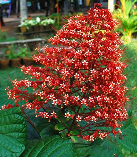 Buy Creative Farmer Rare Exotic Pagoda Flower/Kavadi Poov/Krishna ...