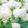 Amazon.com : QAUZUY GARDEN 50 Pee Gee Hydrangea Paniculata Peegee ...