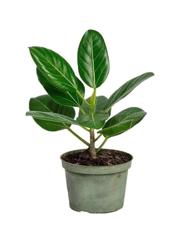 Banyan tree live plant with pot, Bargad Live Plant (Pack of 1) : Amazon ...