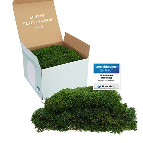Das beste Moos fürs Terrarium im Überblick – Ratgeber