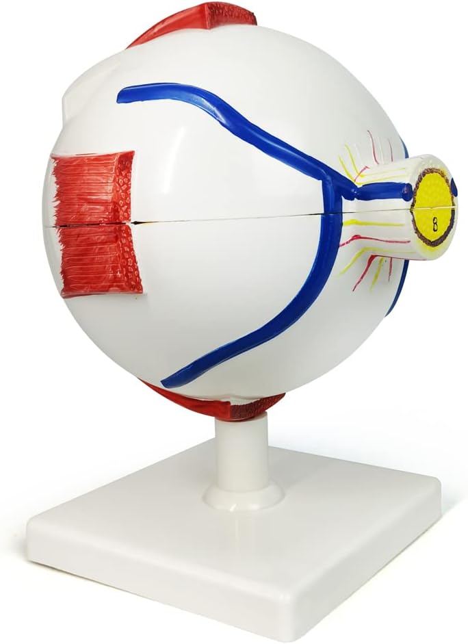 NEW HORIZON 6X Enlarged Human Eye Anatomical Nepal | Ubuy