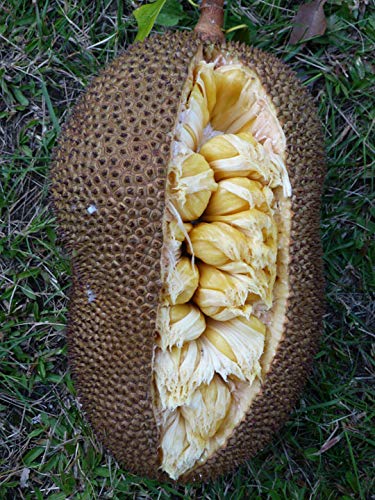 Greenish Valley Exotic Rare Dwarf Jackfruit Live Plant ' Cheena ' Dwarf ...