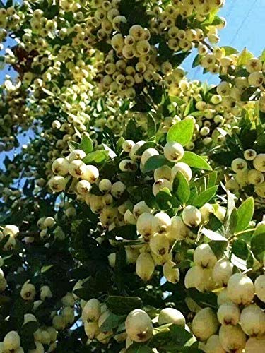 Plants Point Rare Delicious Fruit Live Plant from Kerala - High ...